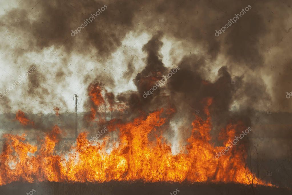 La llama furiosa del fuego arde en los campos, los bosques y el humo ...
