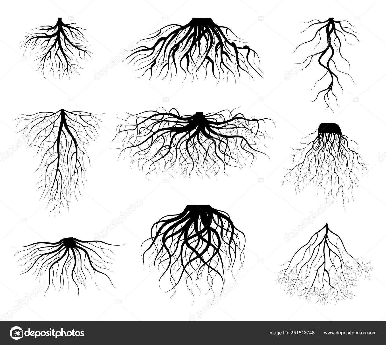 Silhouette Black Tree Roots Various Types Shapes Set. Vector — Stock ...