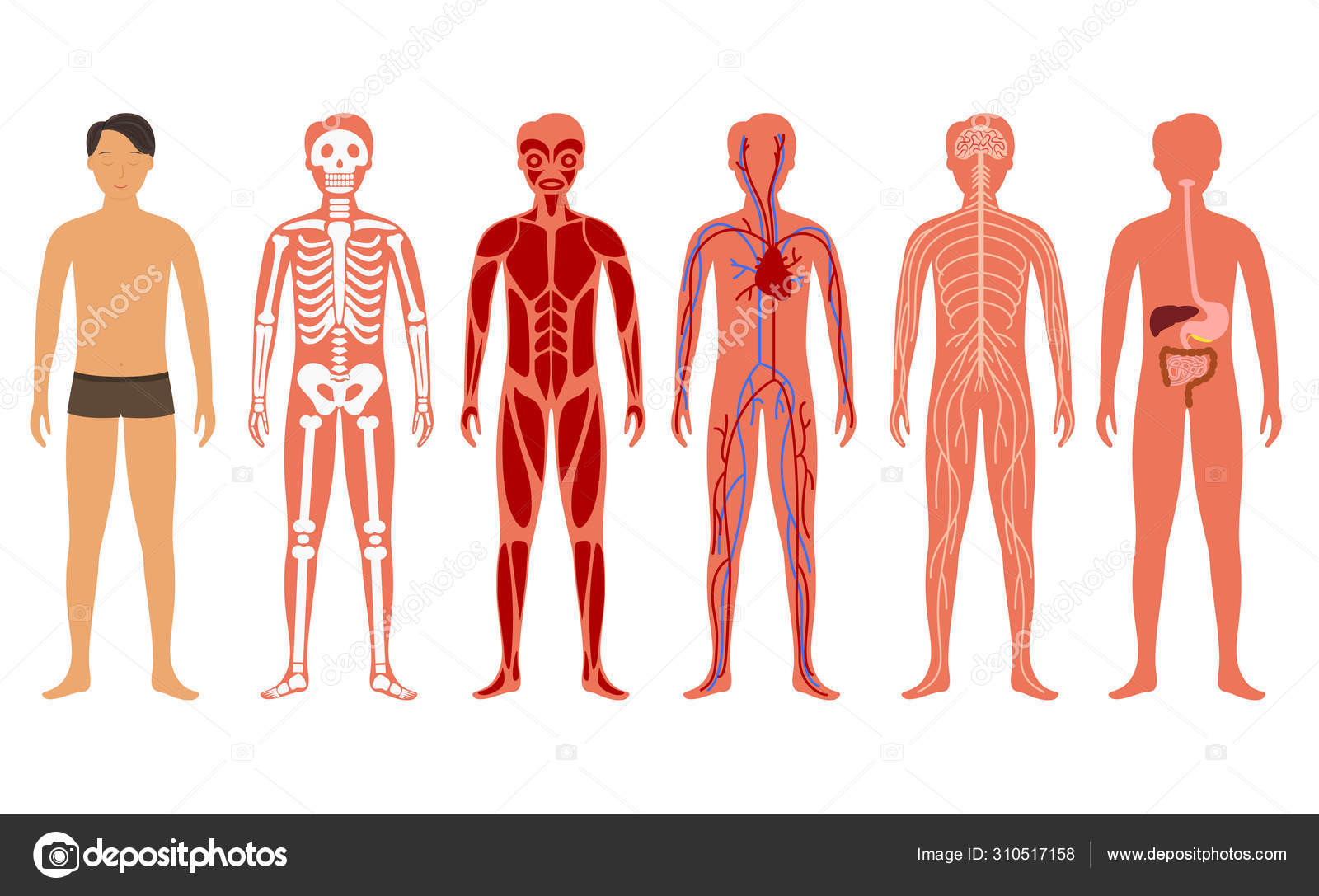 Ensemble d'anatomie du corps humain couleur dessin animé. Vecteur image ...