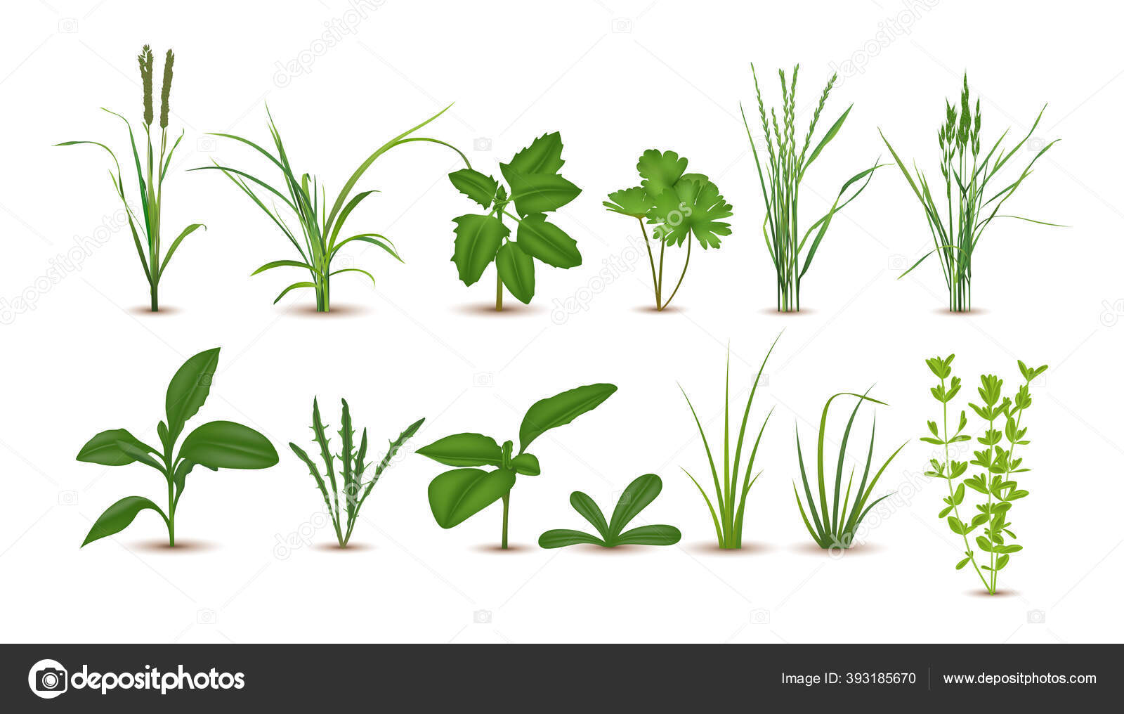 Realistic Detailed 3d Green Grass Set. Vector Stock Vector by ©bigmouse ... Realistic Detailed 3d Green Grass Set. Vector Stock Vector by ©bigmouse ...