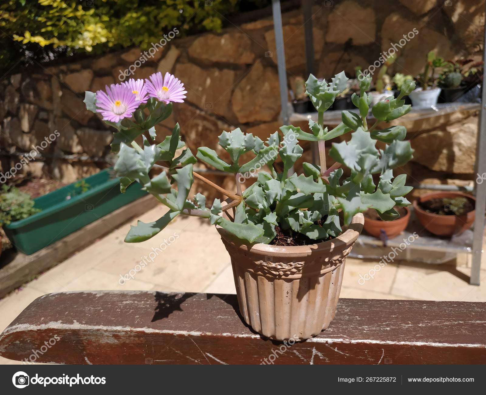 Succulent Plant With Tiny Pink Flowers | Best Flower Site
