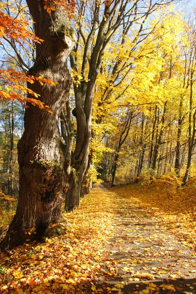 The nice view from the autumn nature with its colorful trees and calm ...