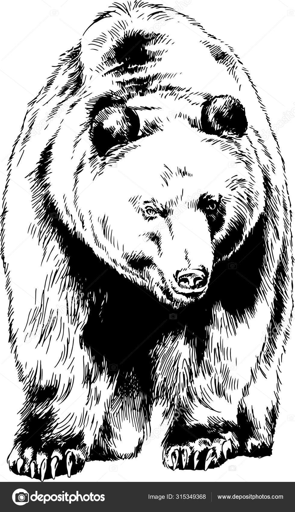 Big Brown Grizzly Bear Drawn Ink Hand White Background Stock Vector ...