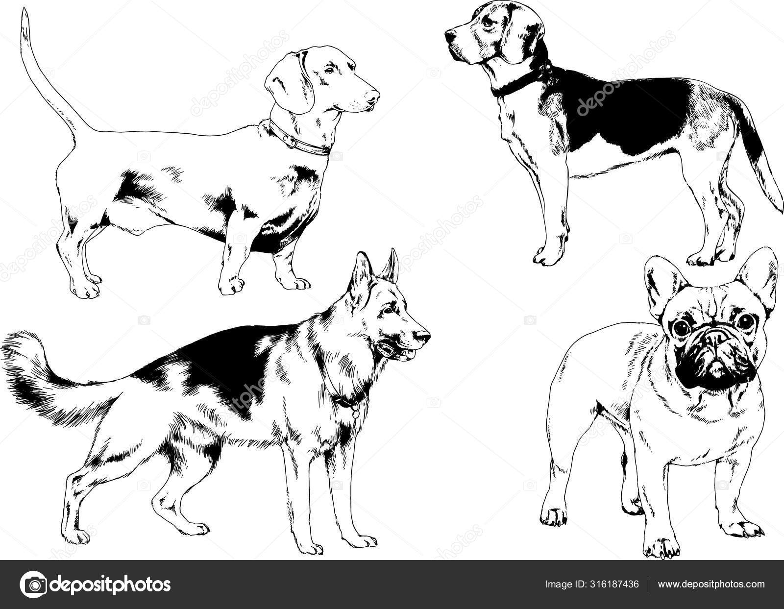 Vector Sketches Different Breeds Dogs Drawn Ink Hand Background ...