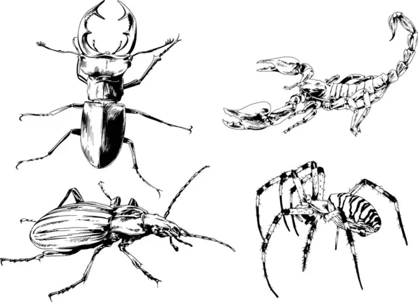 Especies de insectos imágenes de stock de arte vectorial | Depositphotos