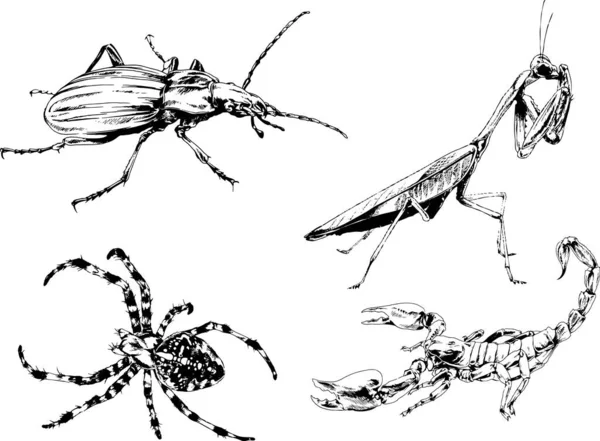 Omnivorous insects Stock Photos, Royalty Free Omnivorous insects Images ...