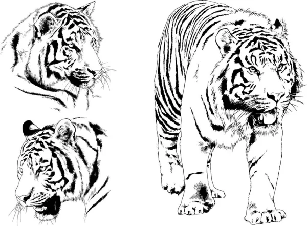 Dibujo de tigrillo imágenes de stock de arte vectorial | Depositphotos