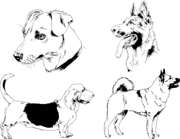 Four dogs Stock Photos, Royalty Free Four dogs Images | Depositphotos