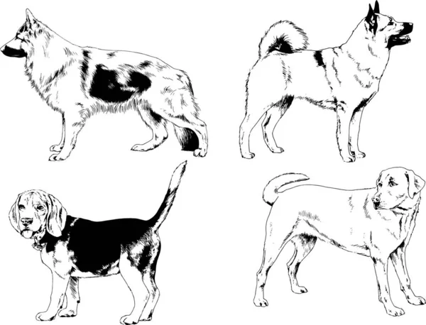 Breed evolution Stock Photos, Royalty Free Breed evolution Images ...