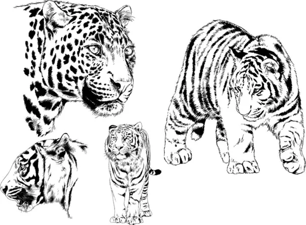 동물학 예비 Stock vektory, Royalty Free 동물학 예비 Ilustrace | Depositphotos