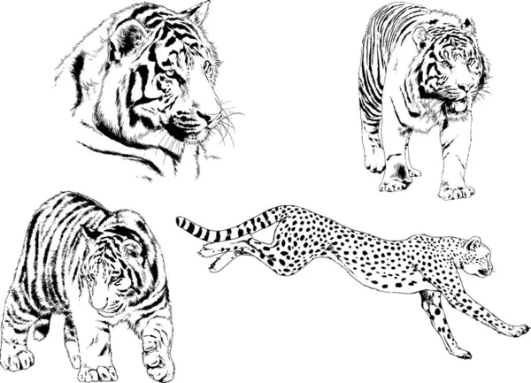 Dibujo de tigrillo imágenes de stock de arte vectorial | Depositphotos