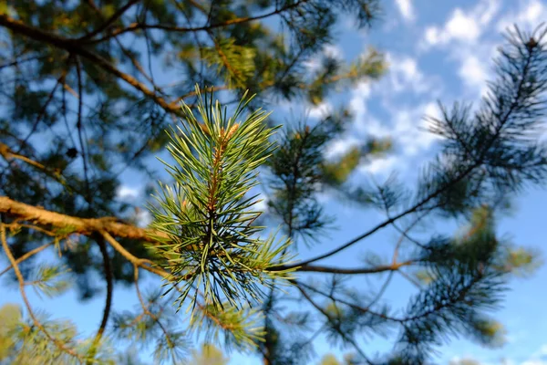 Pine tree branch sky free photo on pixabay pixabay images libres de ...