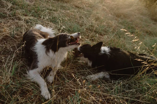 Happy border collies Stock Photos, Royalty Free Happy border collies ...