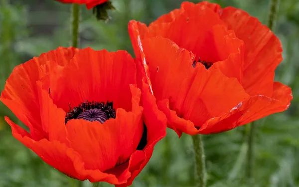 Conservation du pavot images libres de droit, photos de Conservation du ...