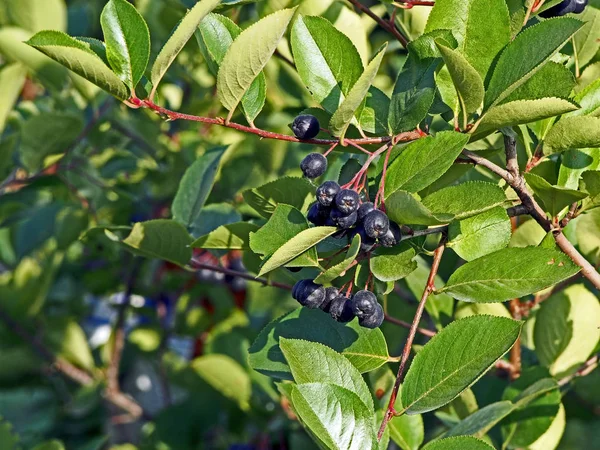 ripe black ash on the branch - Stock Image - Everypixel