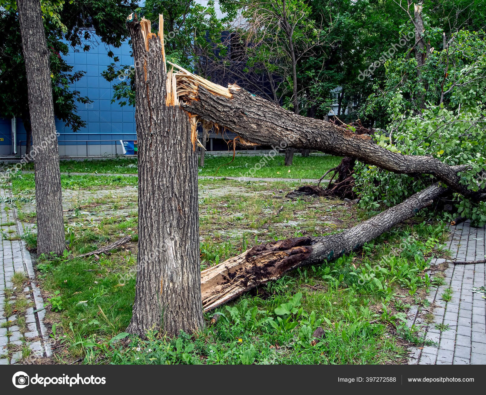 Trunk of a broken tree during a strong wind in the city — Stock Photo ...