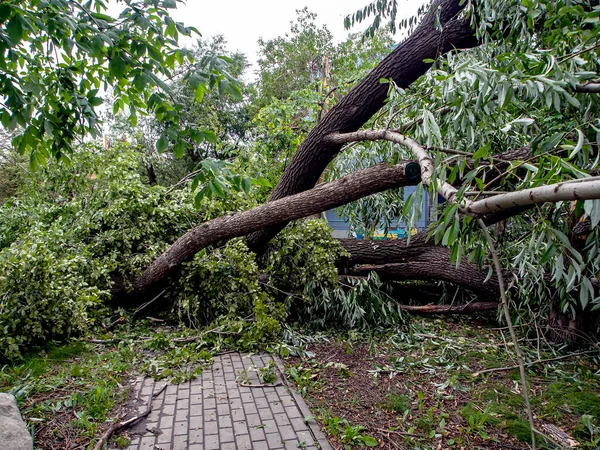 Trunk of a broken tree during a strong wind in the city — Stock Photo ...