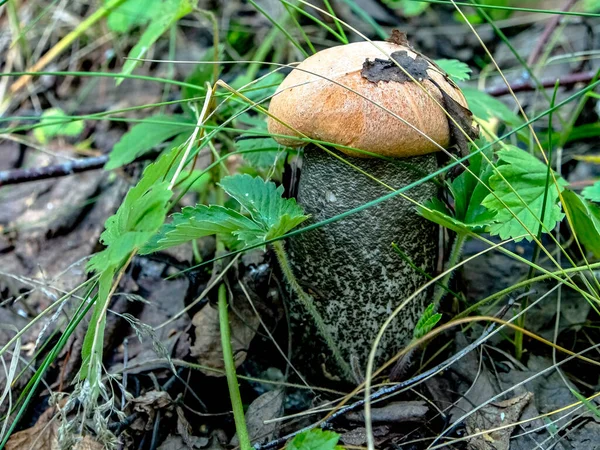Boletus aureus Stock Photos, Royalty Free Boletus aureus Images ...