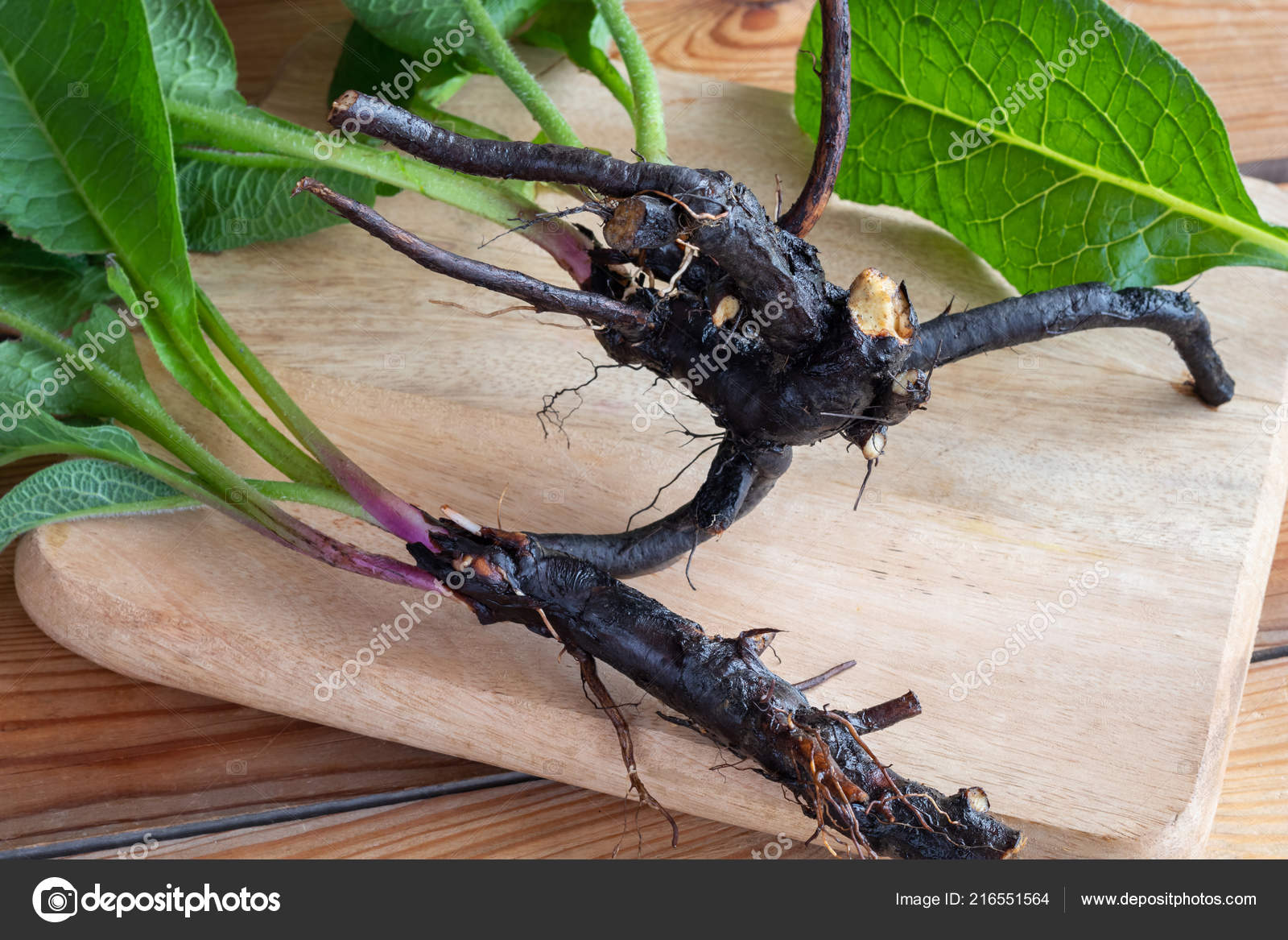 Comfrey Plant Roots