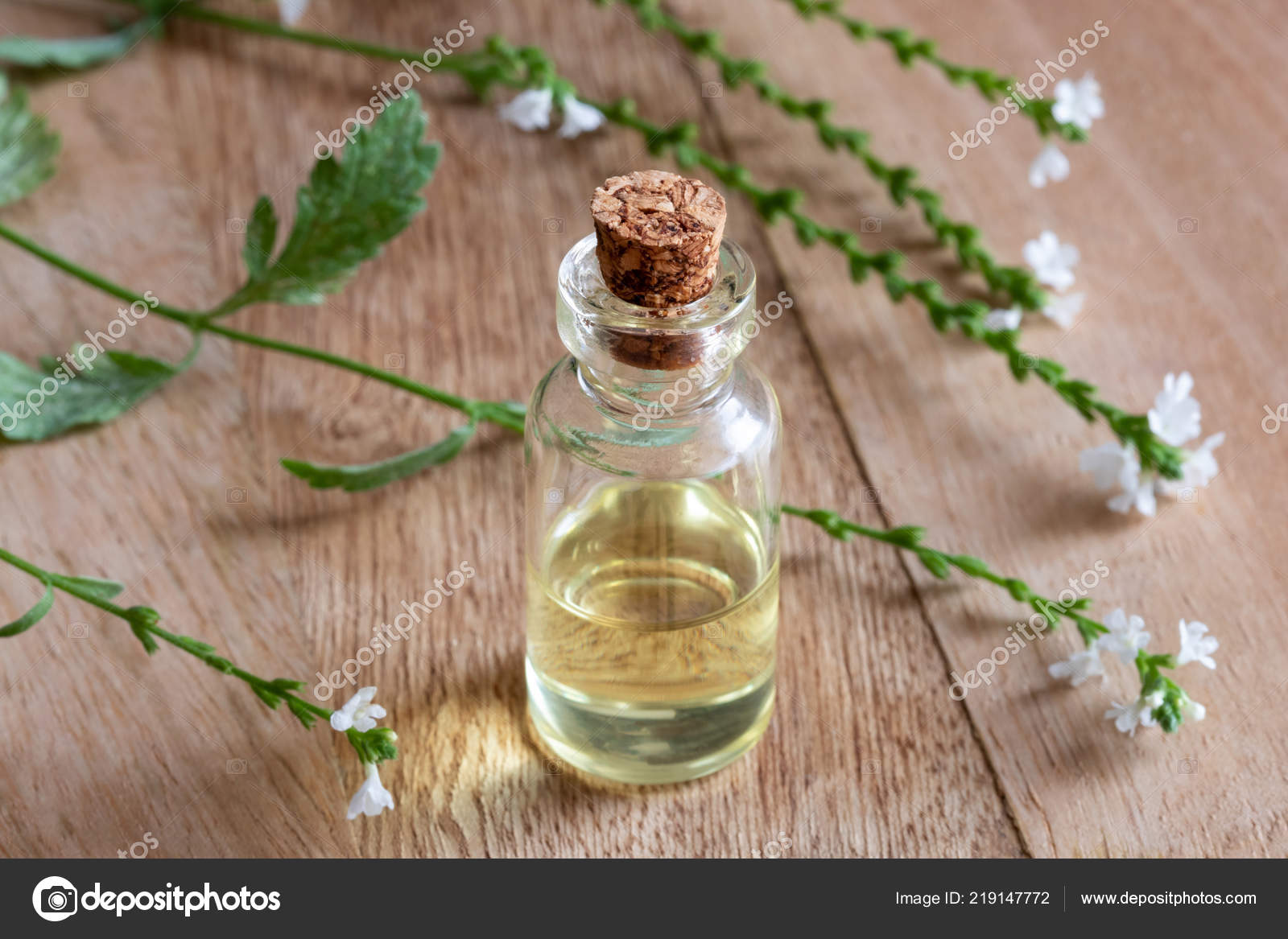 Bottle Common Vervain Essential Oil Fresh Verbena Officinalis Flowers ...