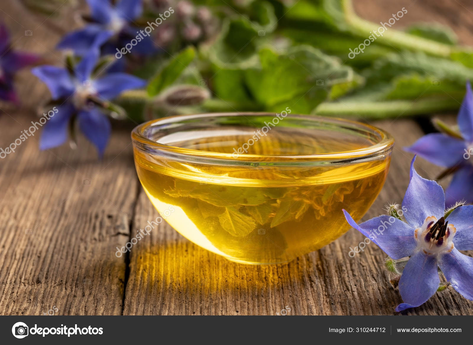 A bowl of borage oil with blooming borage plant Stock Photo by ...