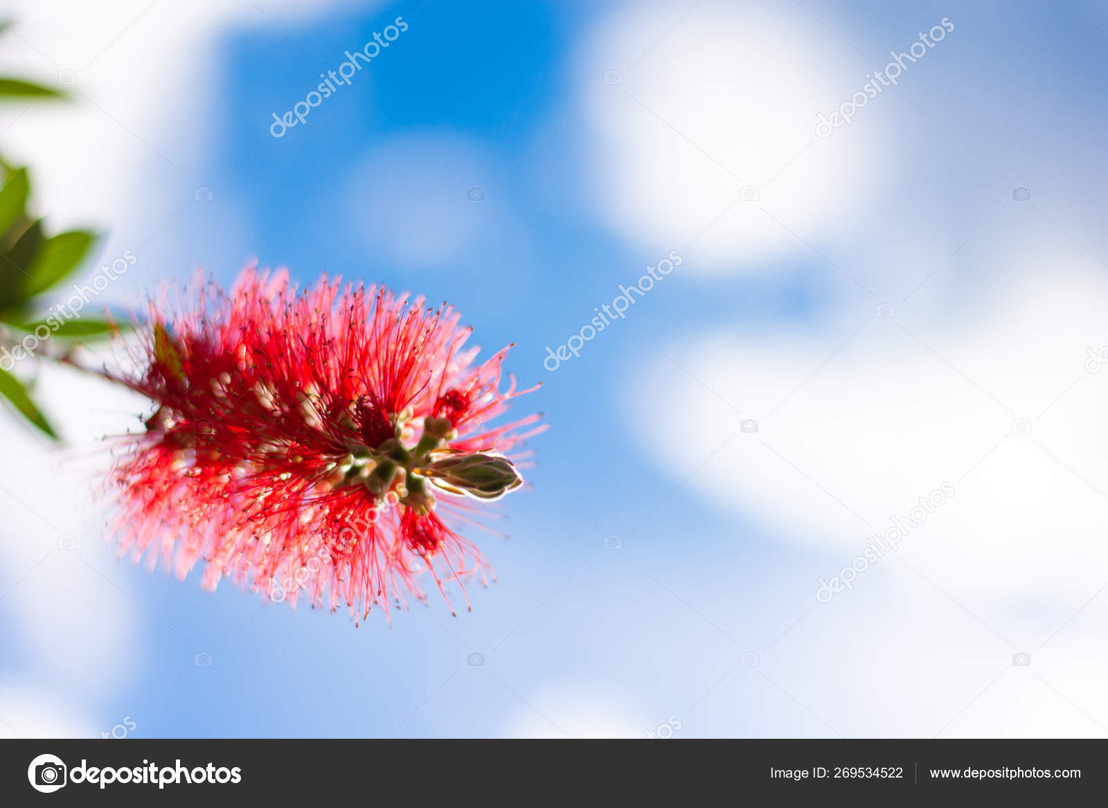Callistemon Flowers Vibrant Blue Sky Background Plant Myrtaceae Family ...