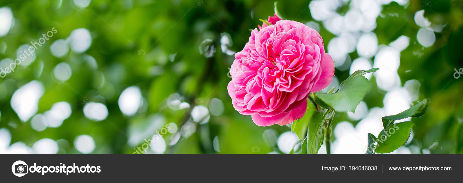 Beautiful Pink Climbing Rose Garden Nature Background Stock Photo by ...