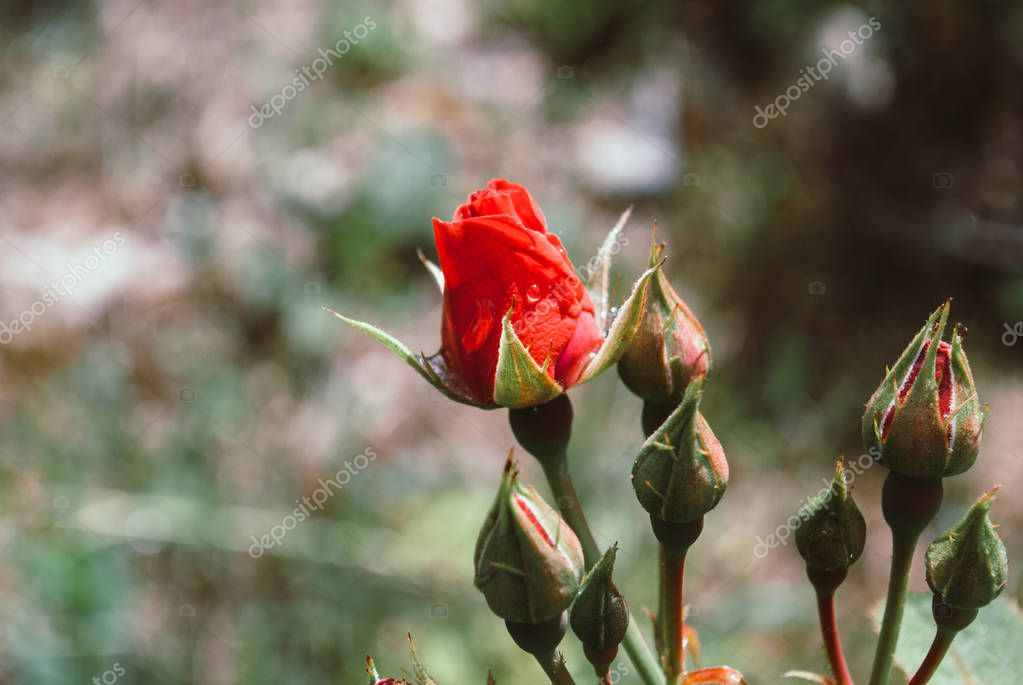 Capullo de rosa roja con gota de lluvia - Fotografía de un solo capullo ...