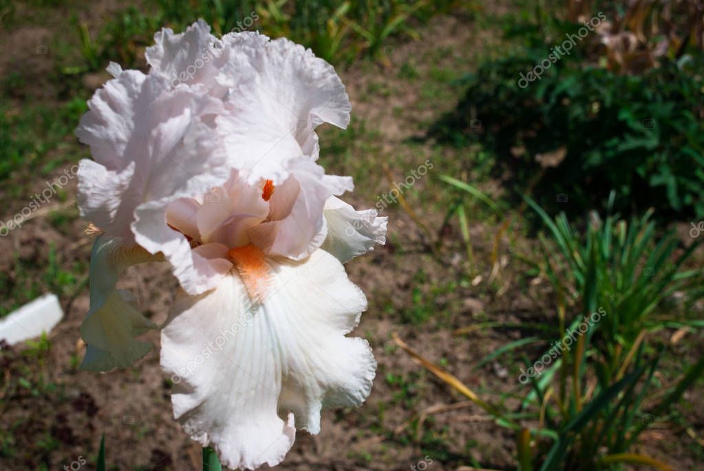 Iris germanica es el nombre aceptado para una especie de plantas con ...
