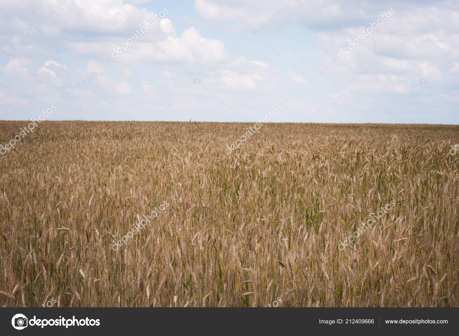 Rye Grain Harvest Rye Field Landscape — Stock Photo © Roussanov #212409666