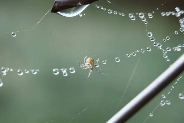Dew drop spider Stock Photos, Royalty Free Dew drop spider Images ...