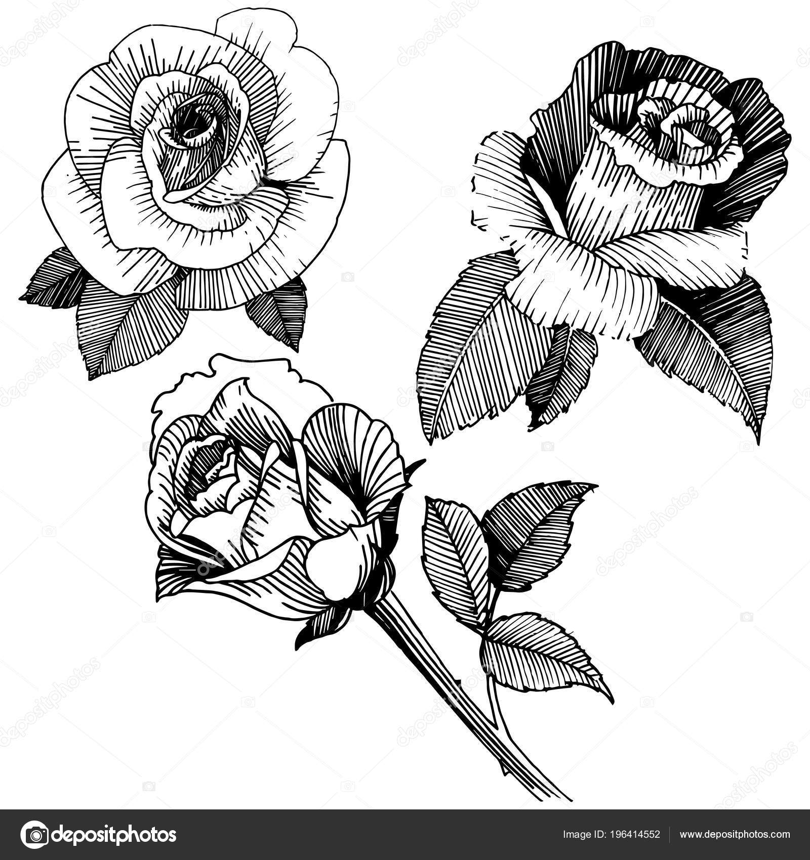 Vector Roses Floral Botanical Flower Wild Spring Leaf Wildflower ...