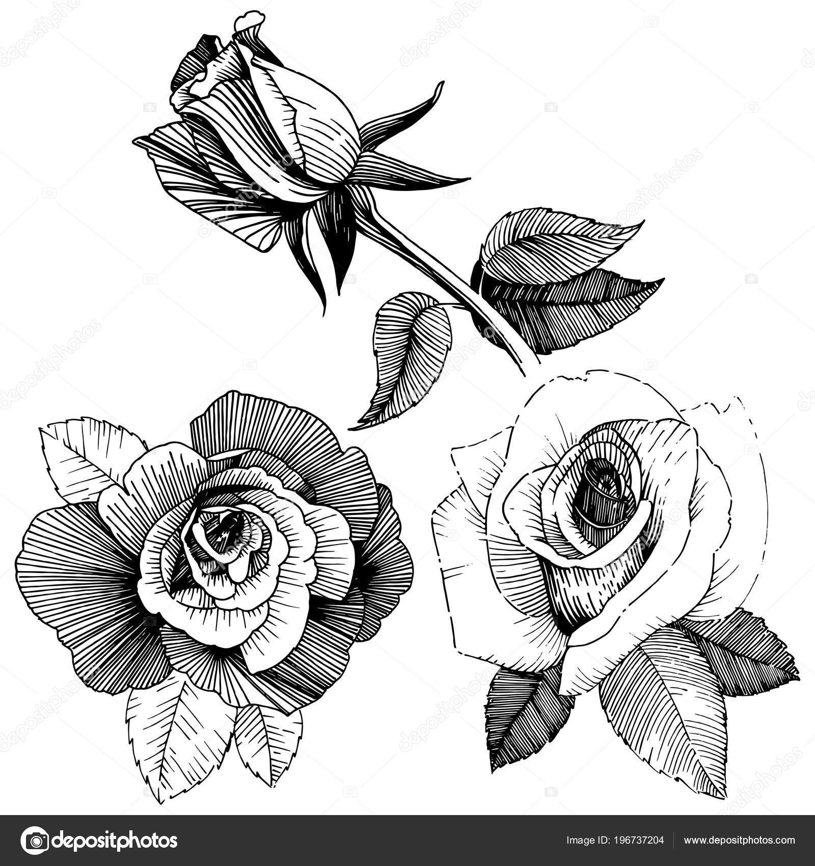 Vector Roses Floral Botanical Flower Wild Spring Leaf Wildflower ...