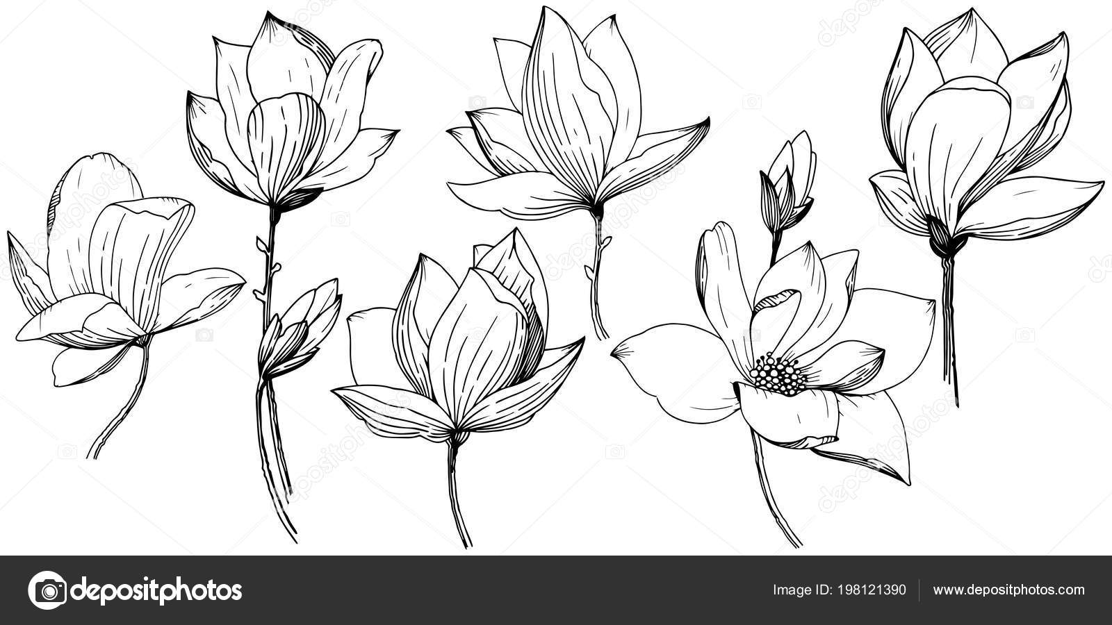 Magnolia Vector Style Isolated Full Name Plant Magnolia Vector Flower ...