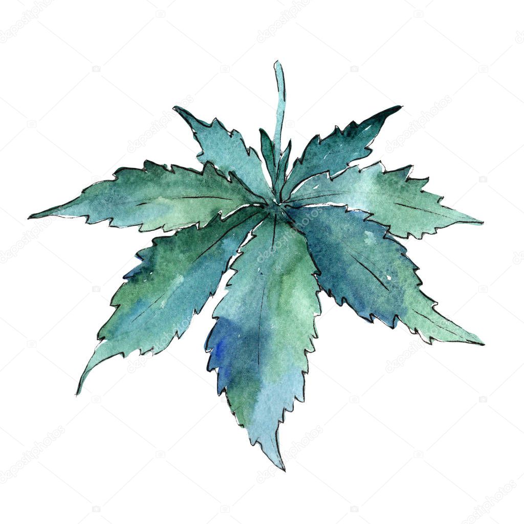 Hoja verde de cannabis. Planta de hojas jard n bot nico follaje floral. 2024