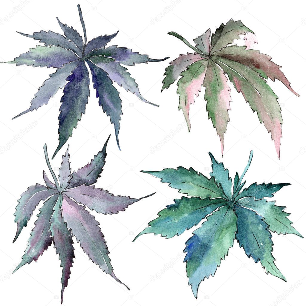 Hoja verde de cannabis. Planta de hojas jard n bot nico follaje floral. 2024