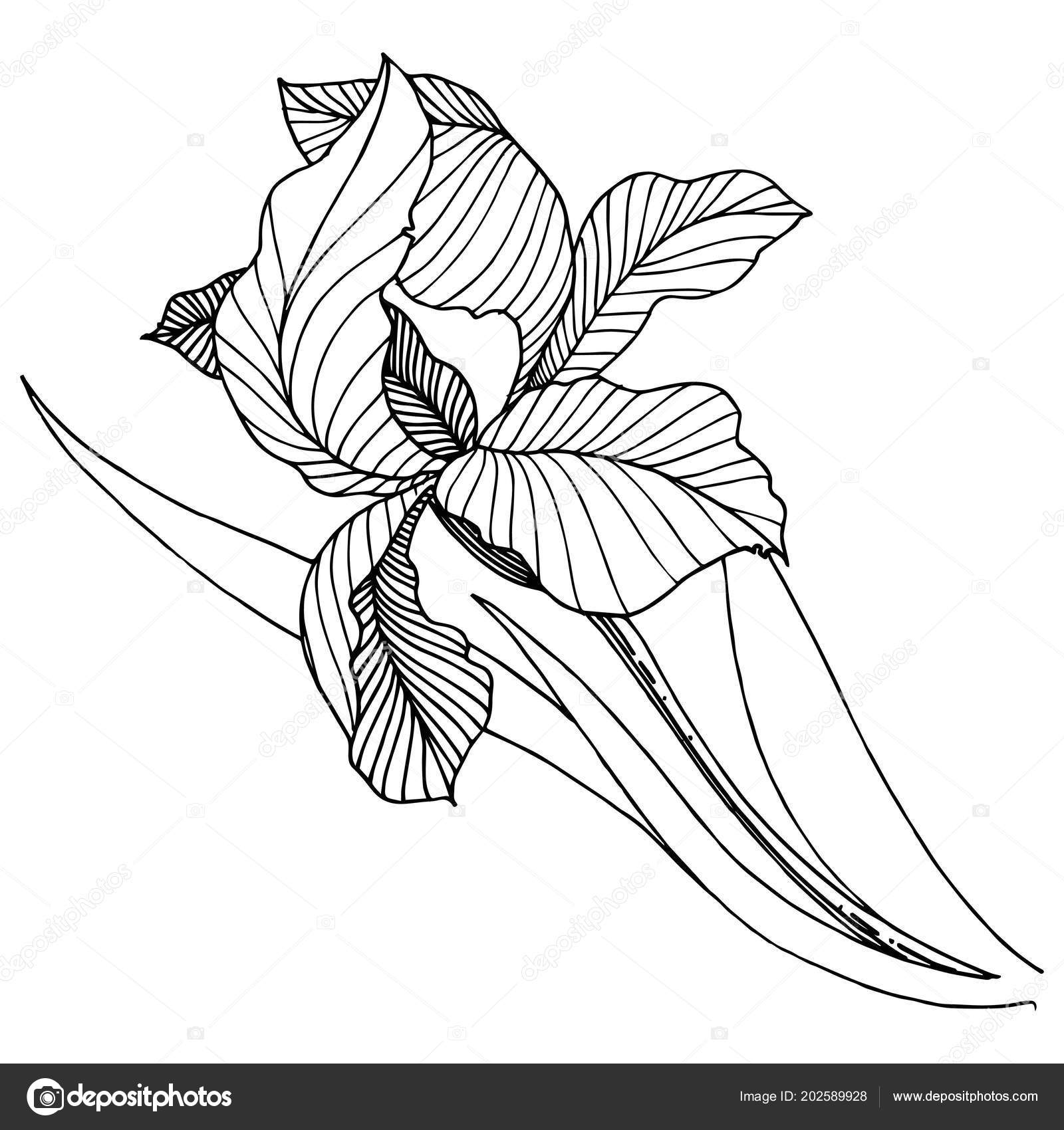 Wildflower Irises Vector Style Isolated Full Name Plant Iris Vector ...