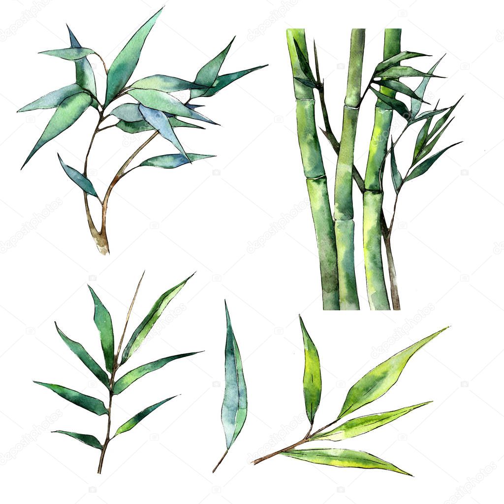 Hojas de bamb en un estilo acuarela aislado. Hoja de acuarela para fondo, textura, patr n de ...