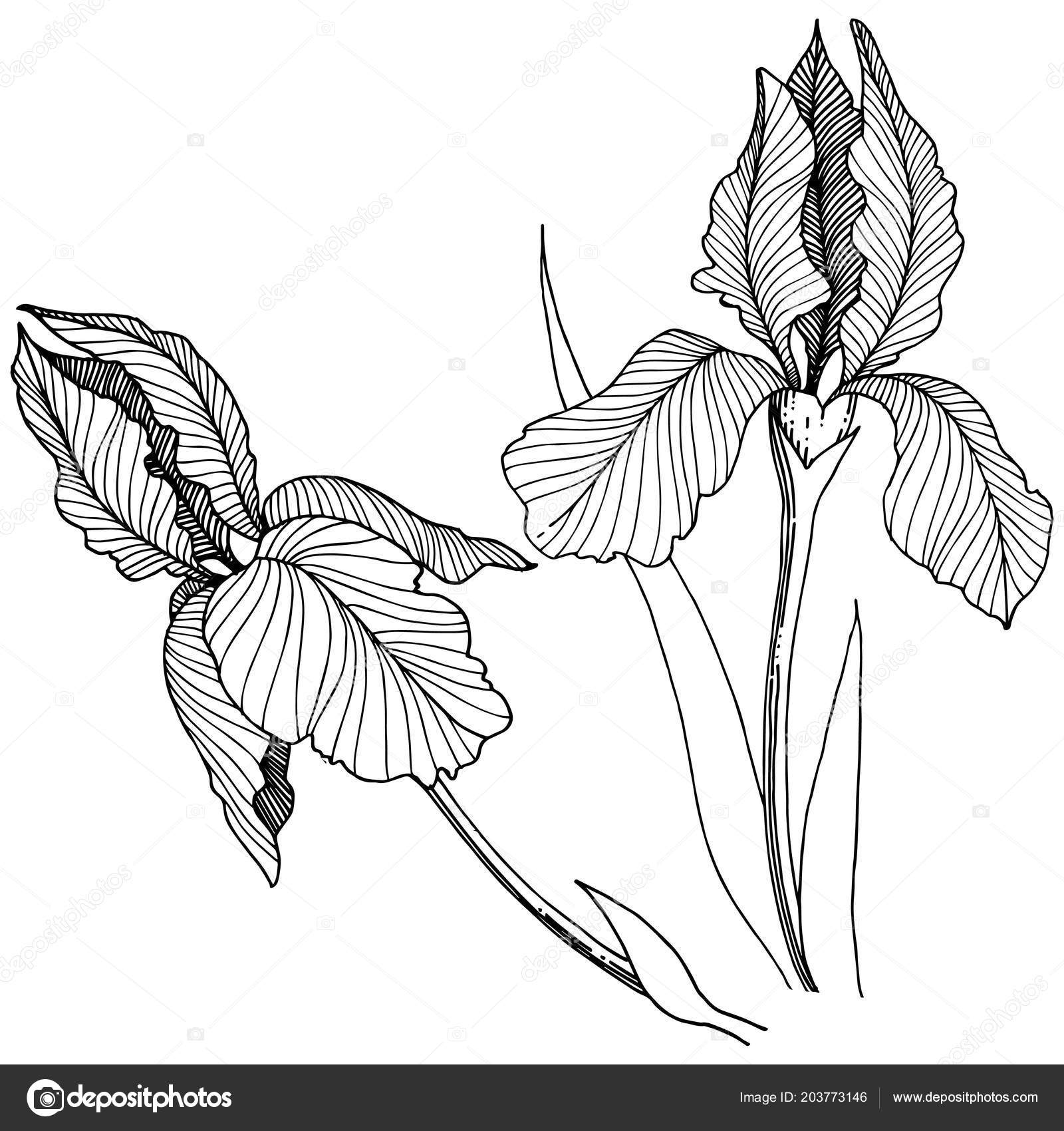 Iris Flower Vector Style Isolated Full Name Plant Irises Vector Stock ...