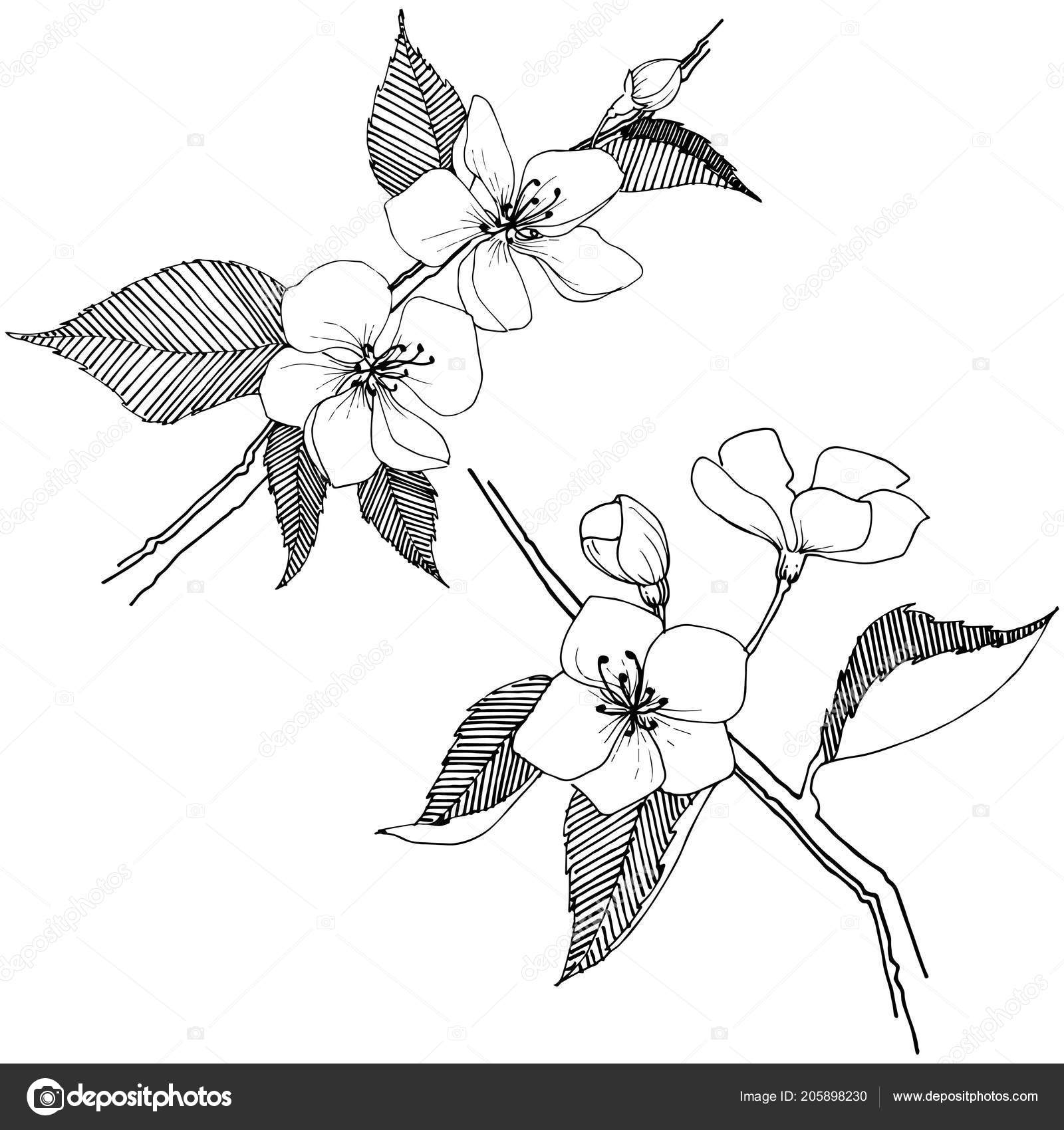 Apple Bloom Vector Style Isolated Full Name Plant Apple Bloom Stock ...
