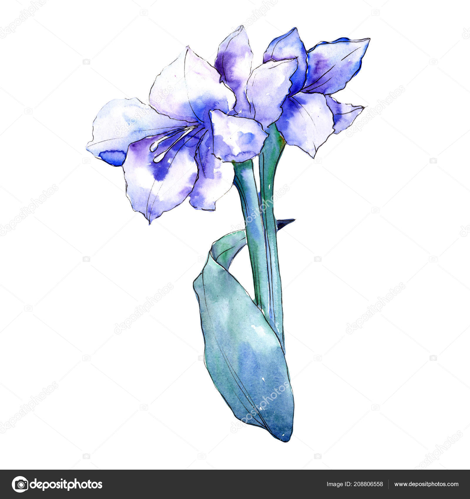 Blue Amaryllis Flowers