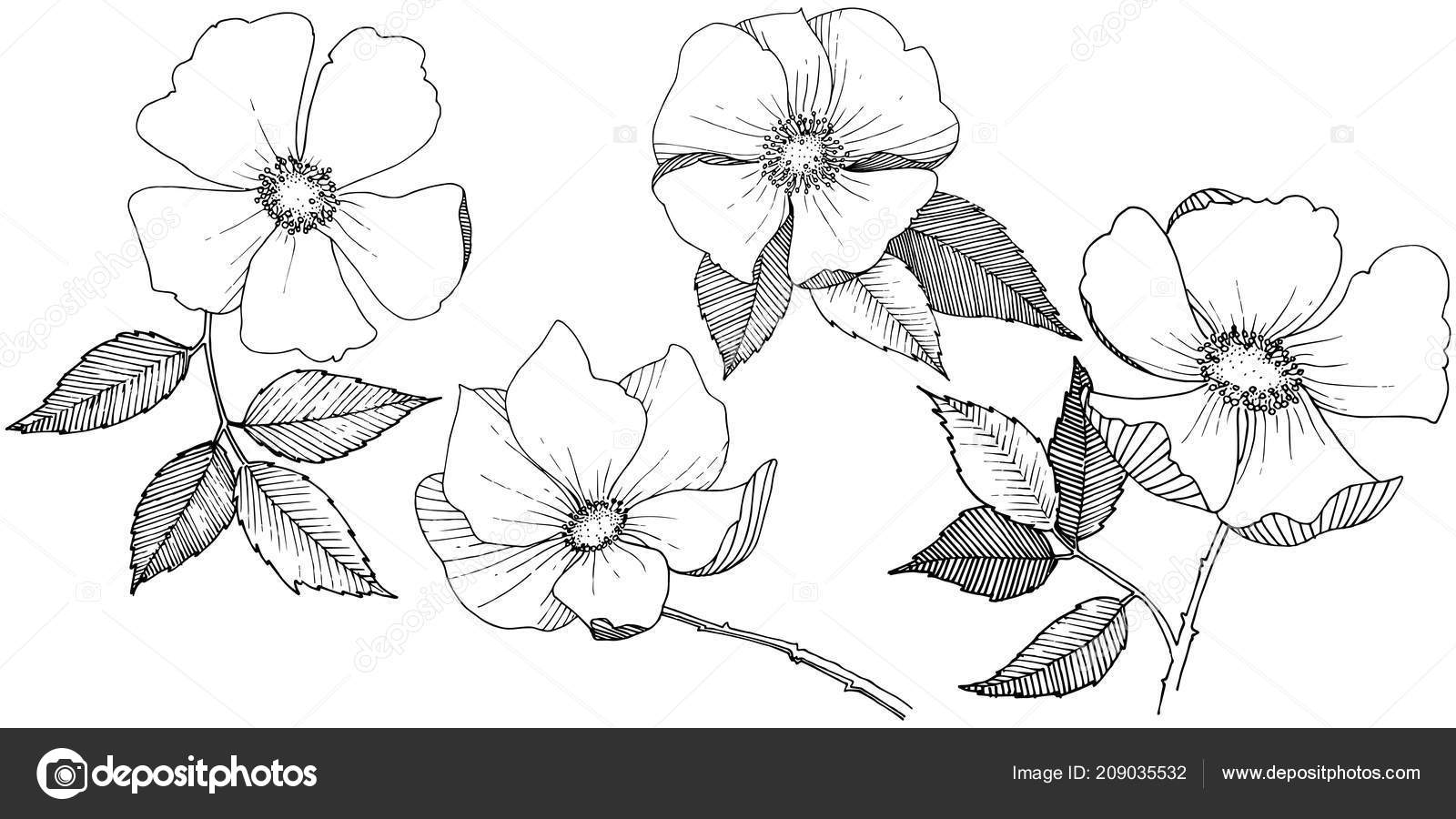 Wild rose in a vector style isolated. Stock Vector Image by ©MyStocks ...