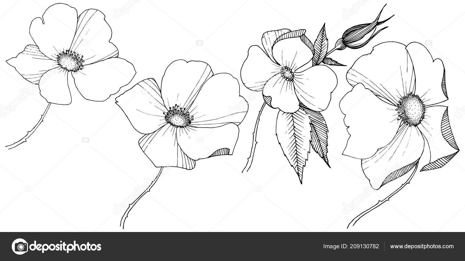 Wild rose in a vector style isolated. Stock Vector by ©MyStocks 209130782