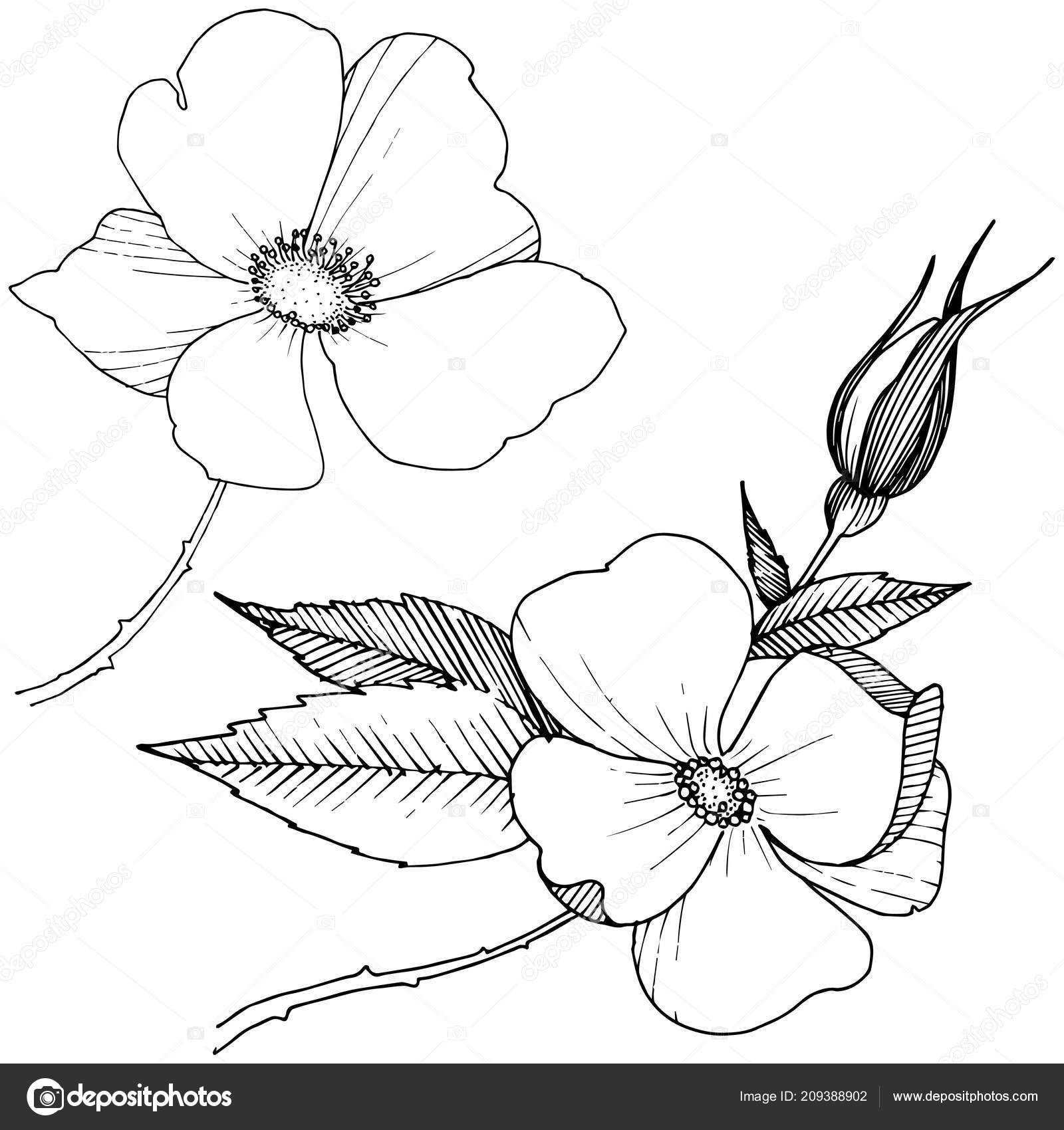 Wild rose in a vector style isolated. Stock Vector Image by ©MyStocks ...