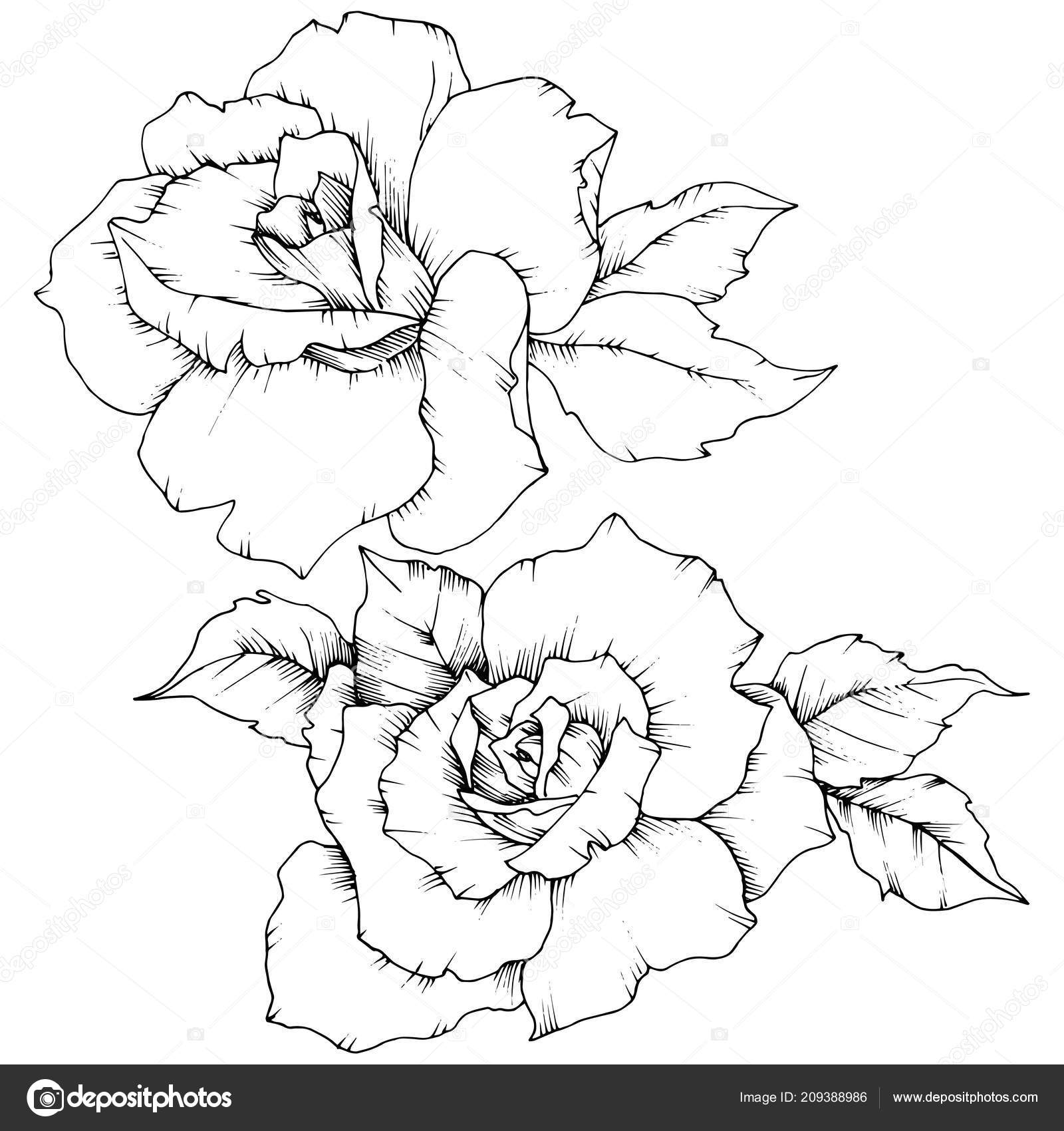 Rose Flower Vector Style Isolated Full Name Plant Rose Vector Stock ...