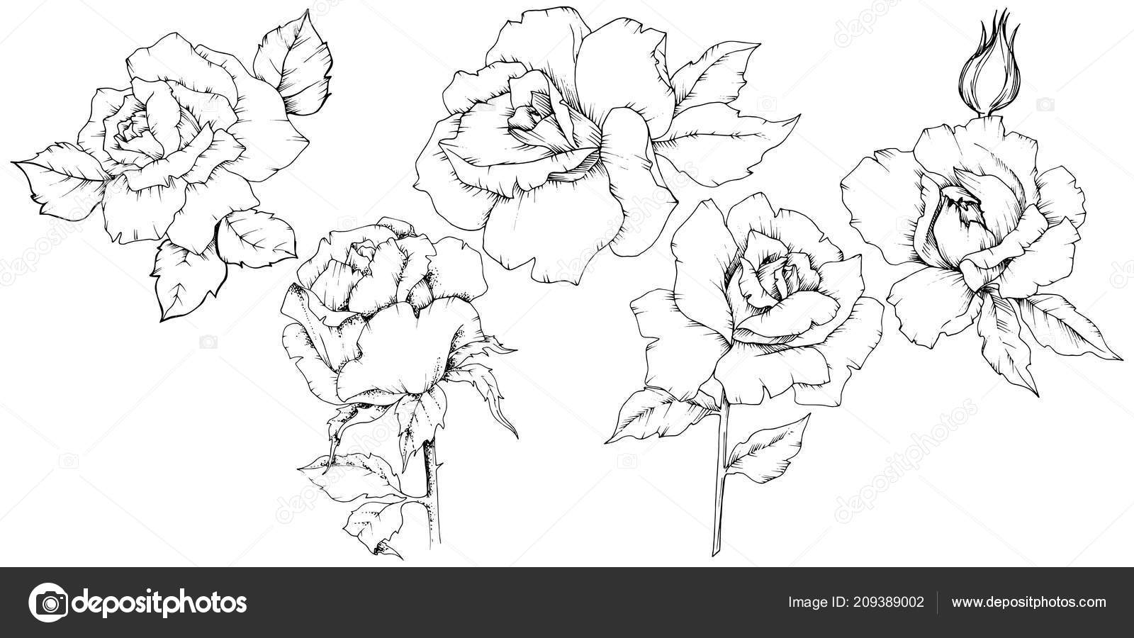 Rose Flower Vector Style Isolated Full Name Plant Rose Vector Stock ...