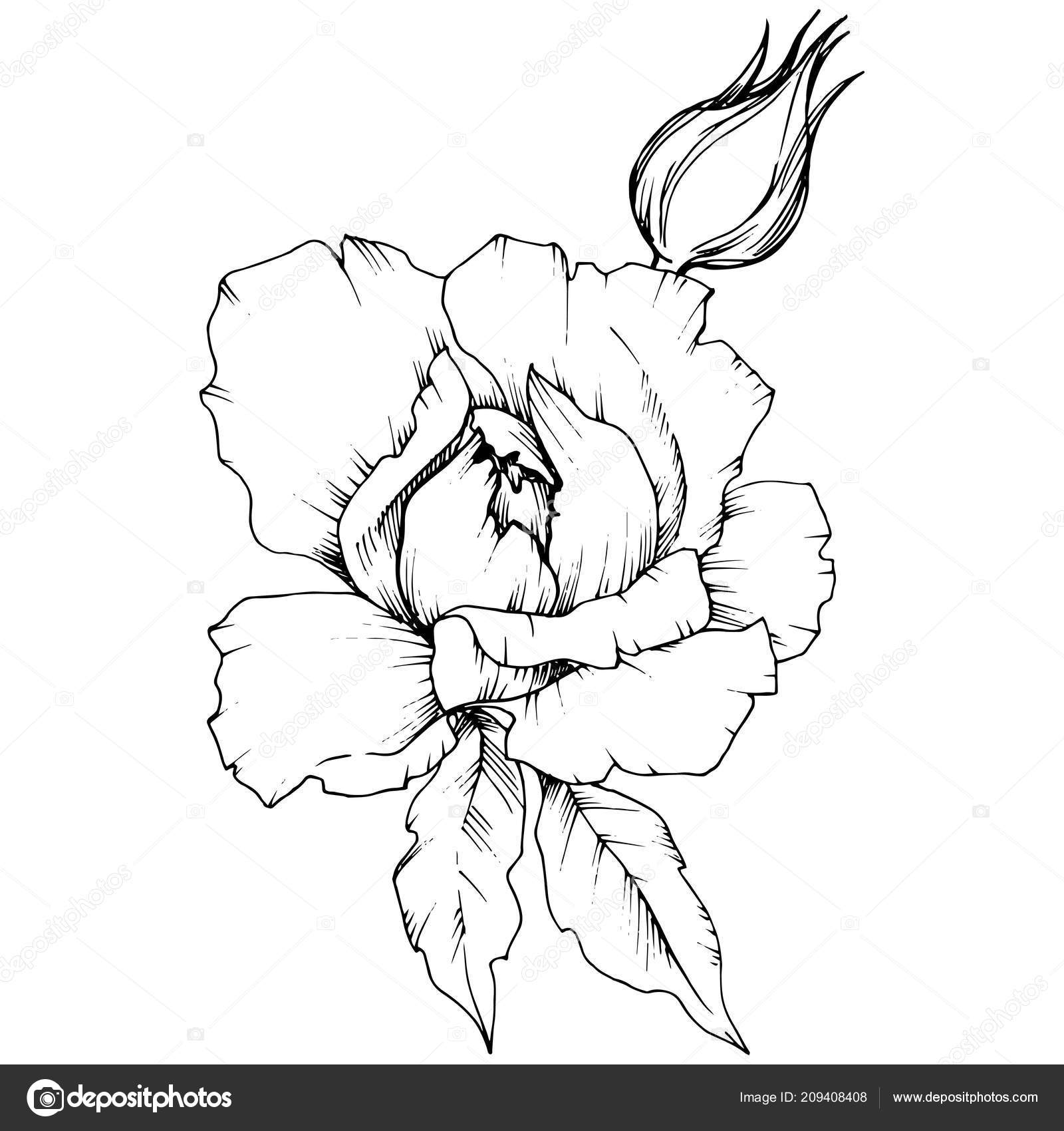 Rose Flower Vector Style Isolated Full Name Plant Rose Vector Stock ...
