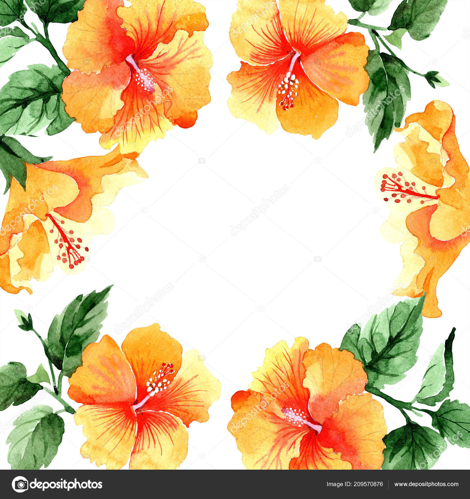 Hibiscus Flower Border