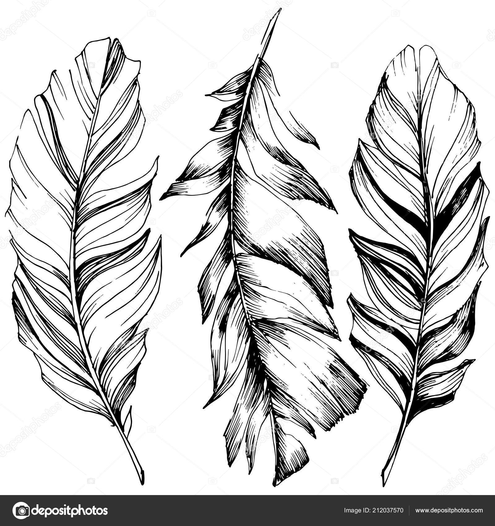Vector Bird Feather Wing Isolated Isolated Illustration Element Vector ...