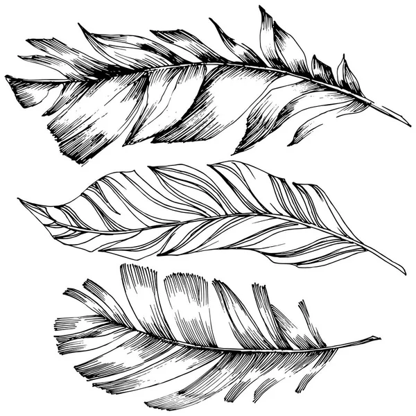 Vector bird feather from wing isolated. Stock Vector Image by ©MyStocks ...